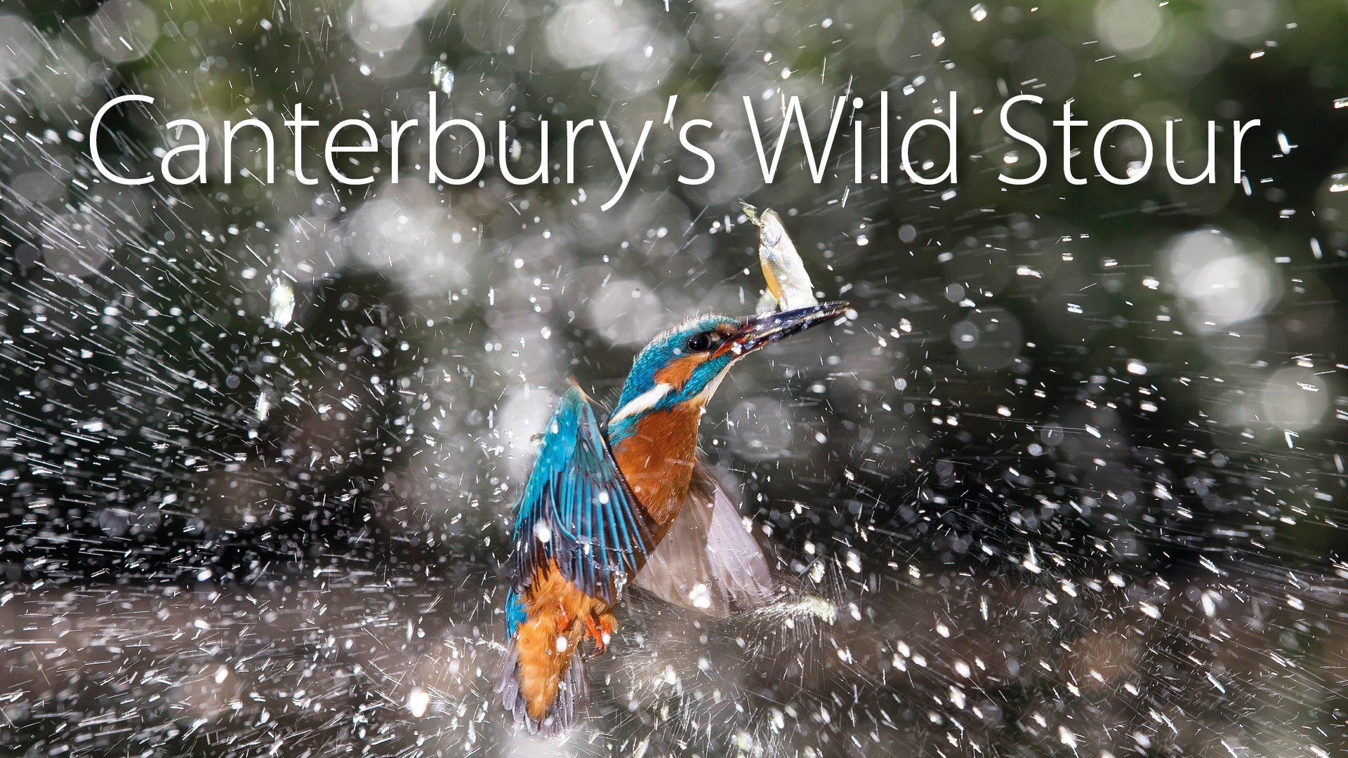 Canterbury's Wild Stour - Visit Canterbury